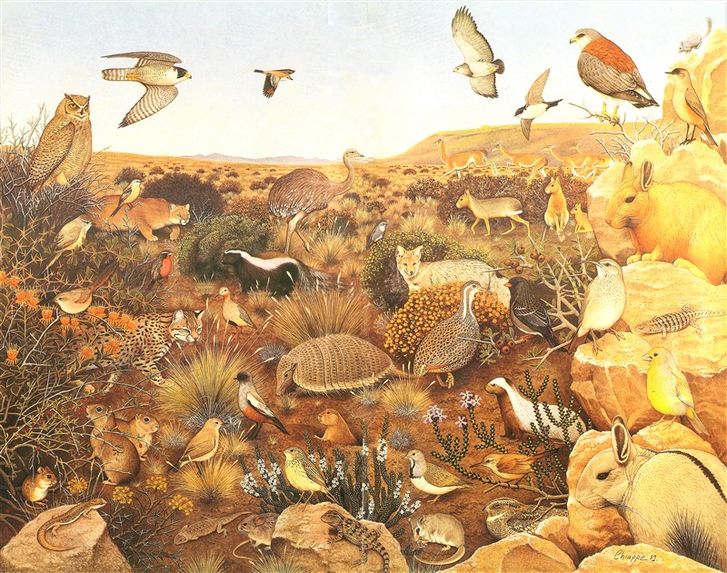 AVES DE LA ESTEPA